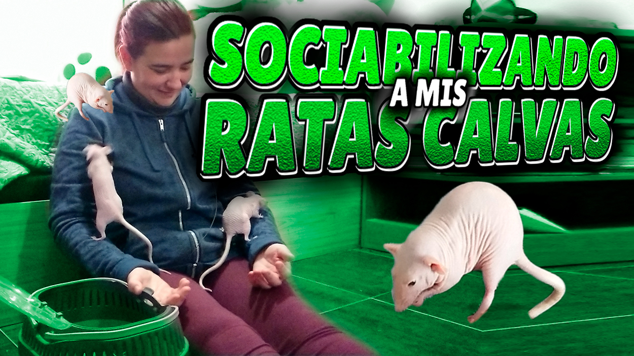 Sociabilizando a mis Ratas Calvas - Sonia Mundo Animal